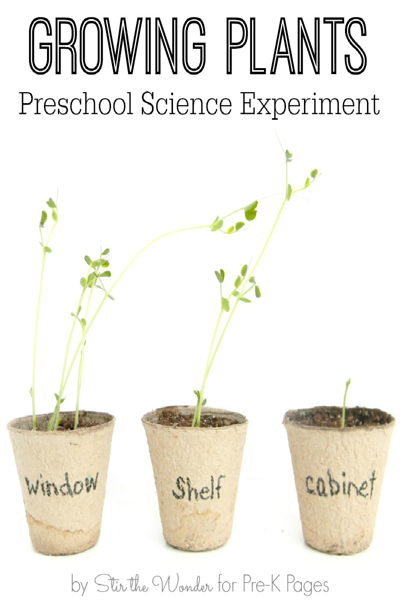 Science For Kids Growing Plants Experiment Pre K Pages